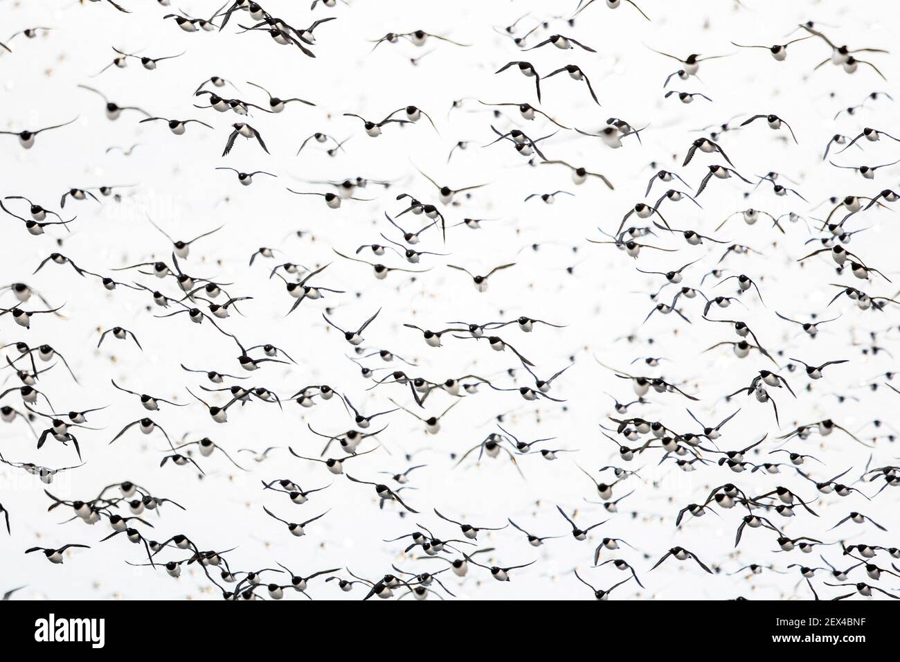 Common murre in flight, Uria aalge. Hornoya, Norway Stock Photo - Alamy