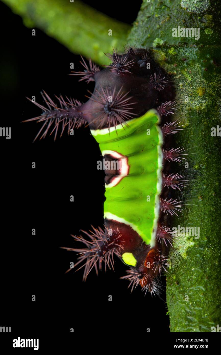 Flannel moth (Acharia stimulea), caterpillar, Panama Stock Photo - Alamy