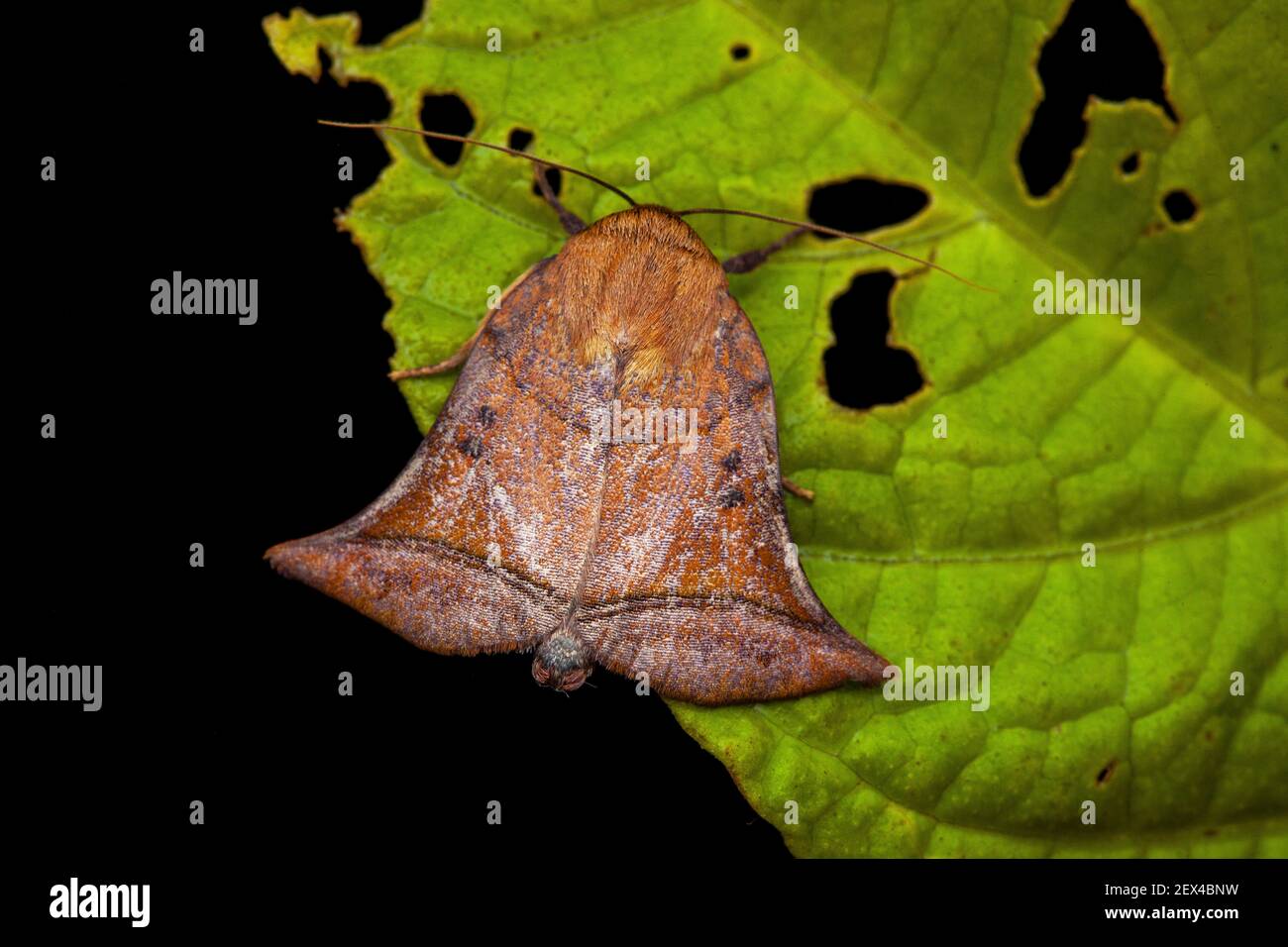 Bell moth (Diehlea ducalis), imago, Kinabalu NP, Borneo, Malaisia Stock ...
