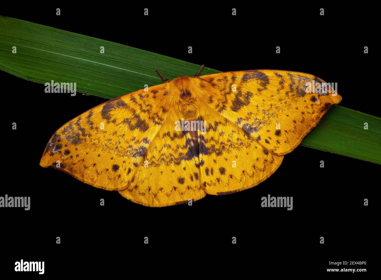 Eupterote naessigi hi-res stock photography and images - Alamy