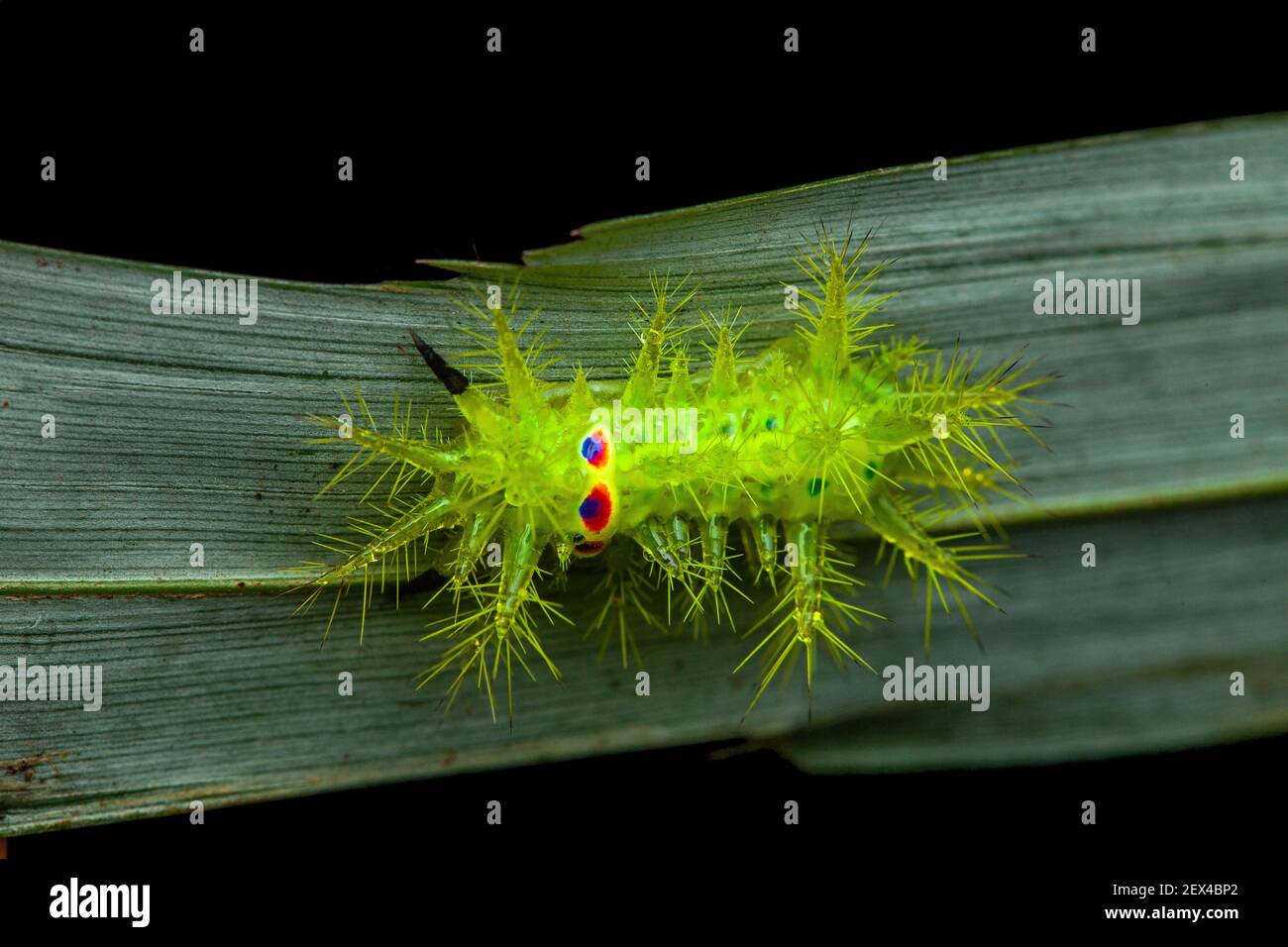 Limacodidae hi-res stock photography and images - Alamy