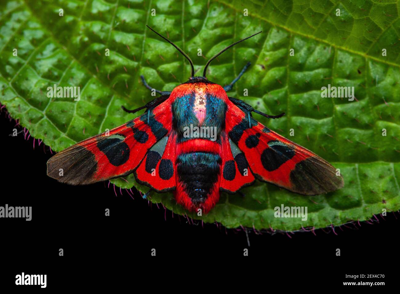 Picture-winged leaf moth (Glanycus coendersi), imago on leaf, Kinabalu ...
