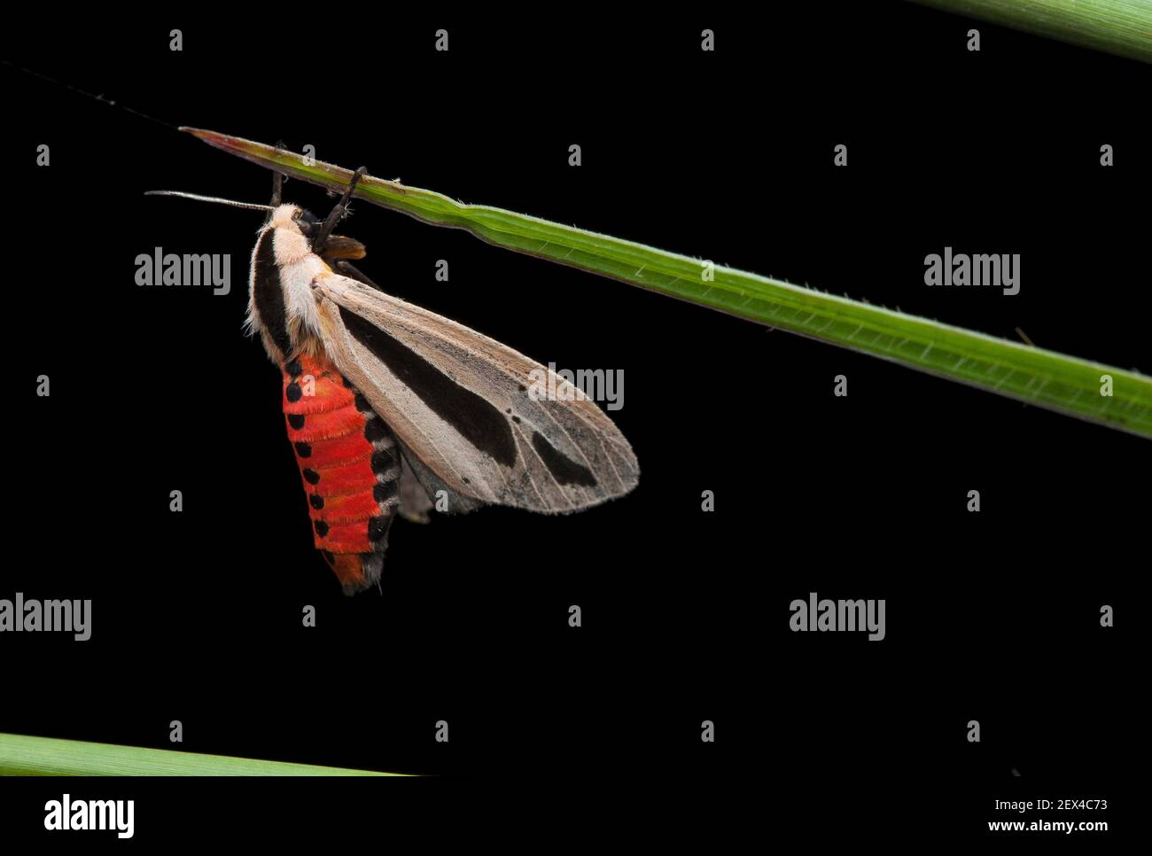 Moth creatonotos gangis hi-res stock photography and images - Alamy