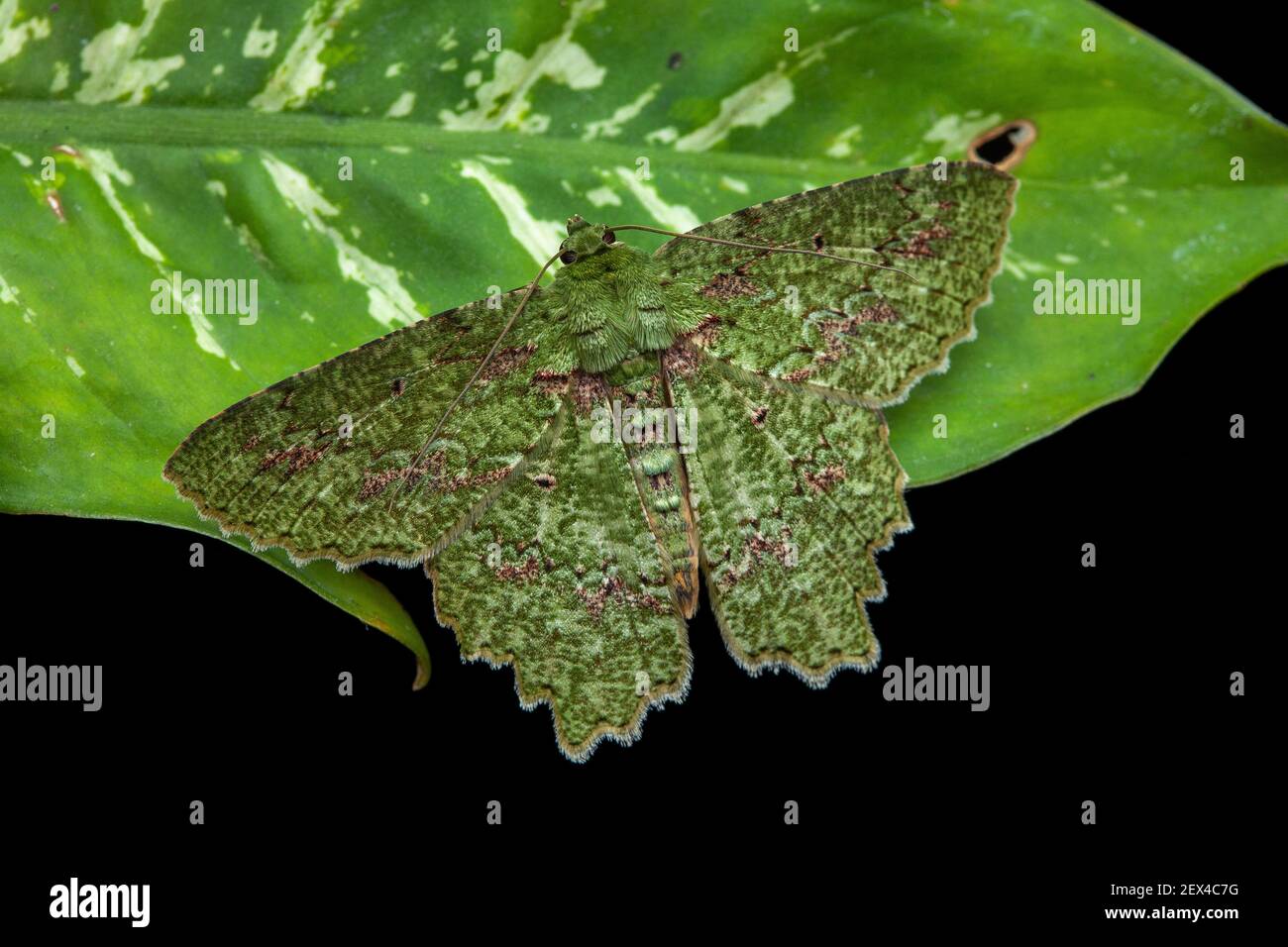 Emerald plants close up leaf hi-res stock photography and images - Alamy