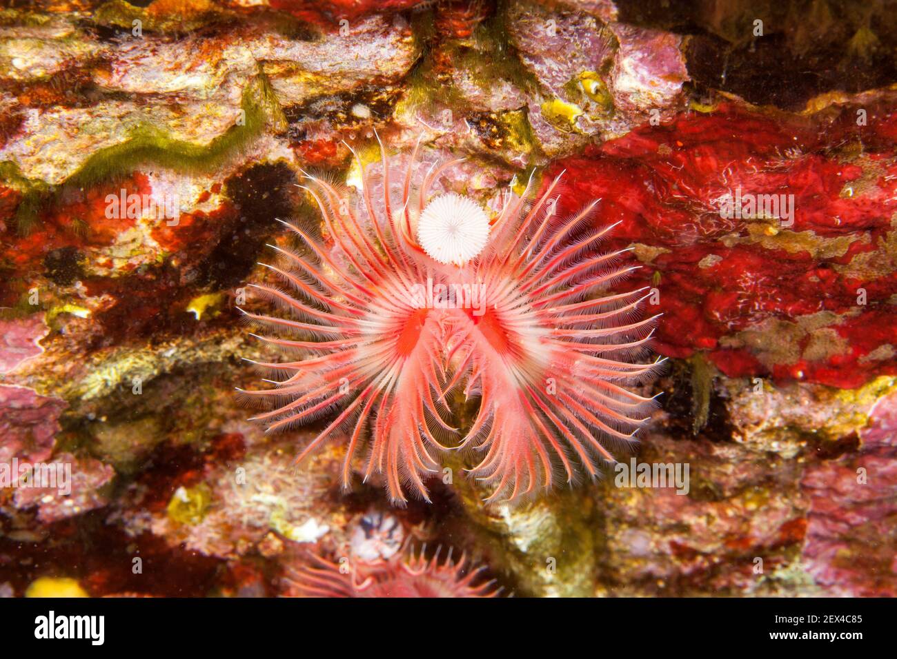 Tube worm, serpula vermicularis, Ponza island, Italy, Tyrrhenian Sea ...