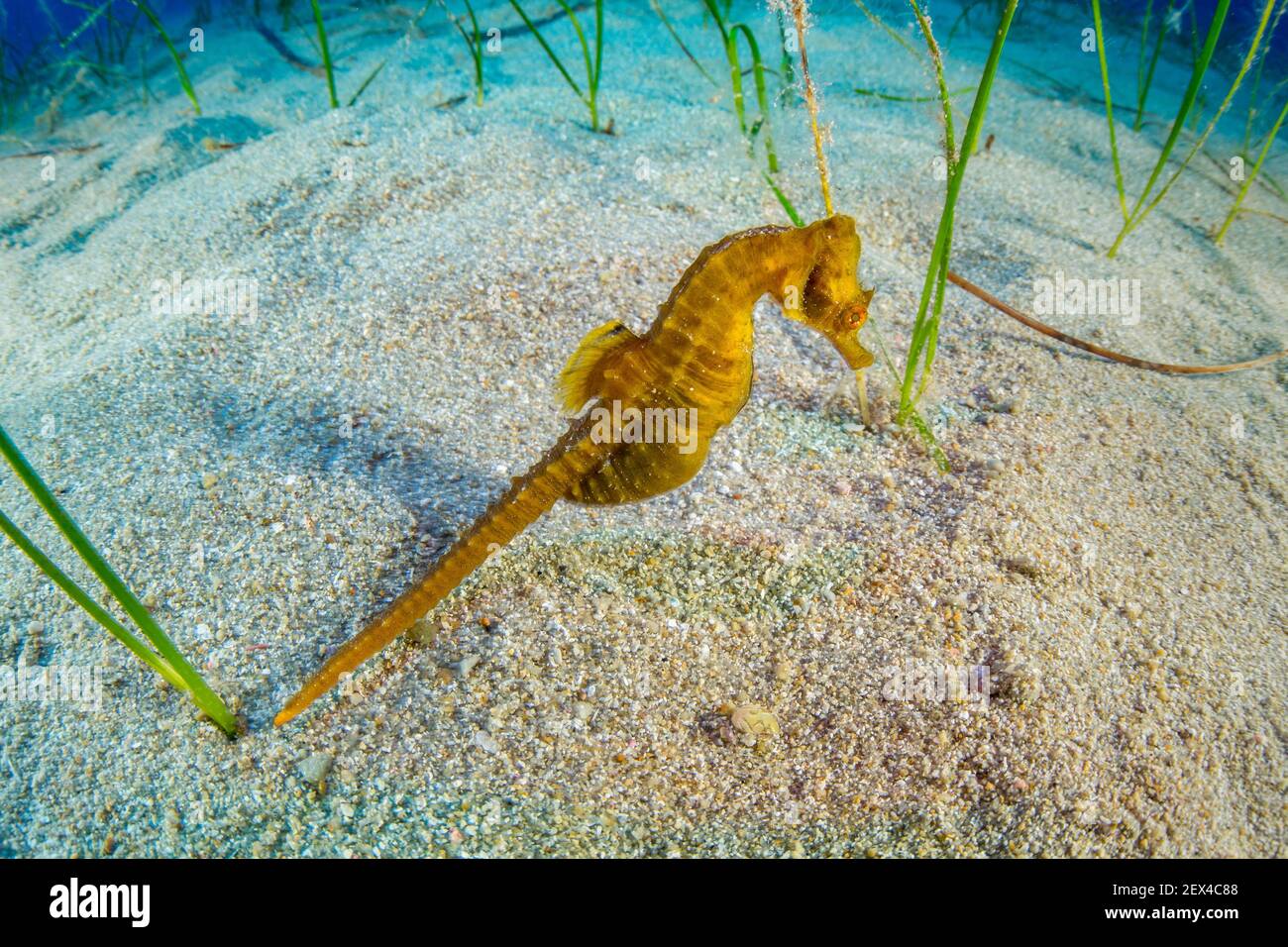 Short-snouted seahorse, (Hippocampus hippocampus), male, Ponza Island ...