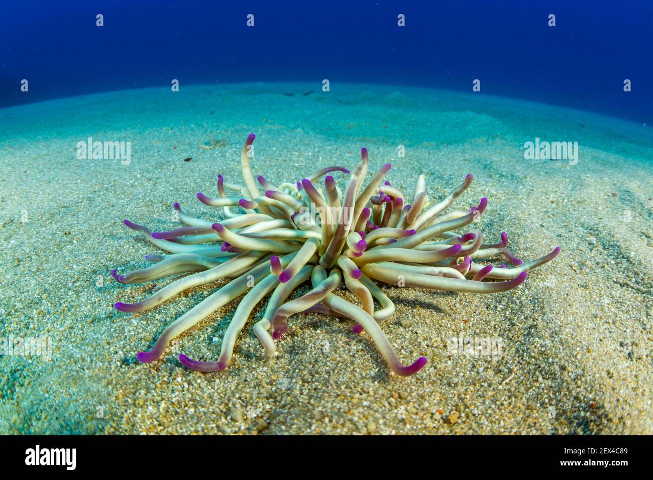 Actinaria, sand anemone, Condylactis aurantiaca, Ponza island, Italy ...