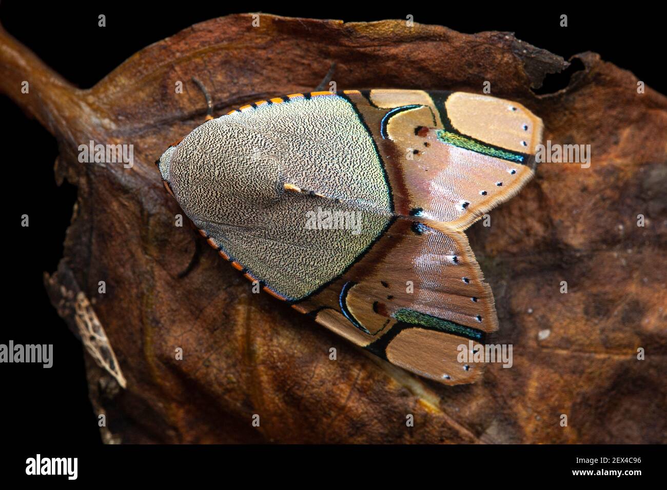 Photo shot of a moth hi-res stock photography and images - Alamy