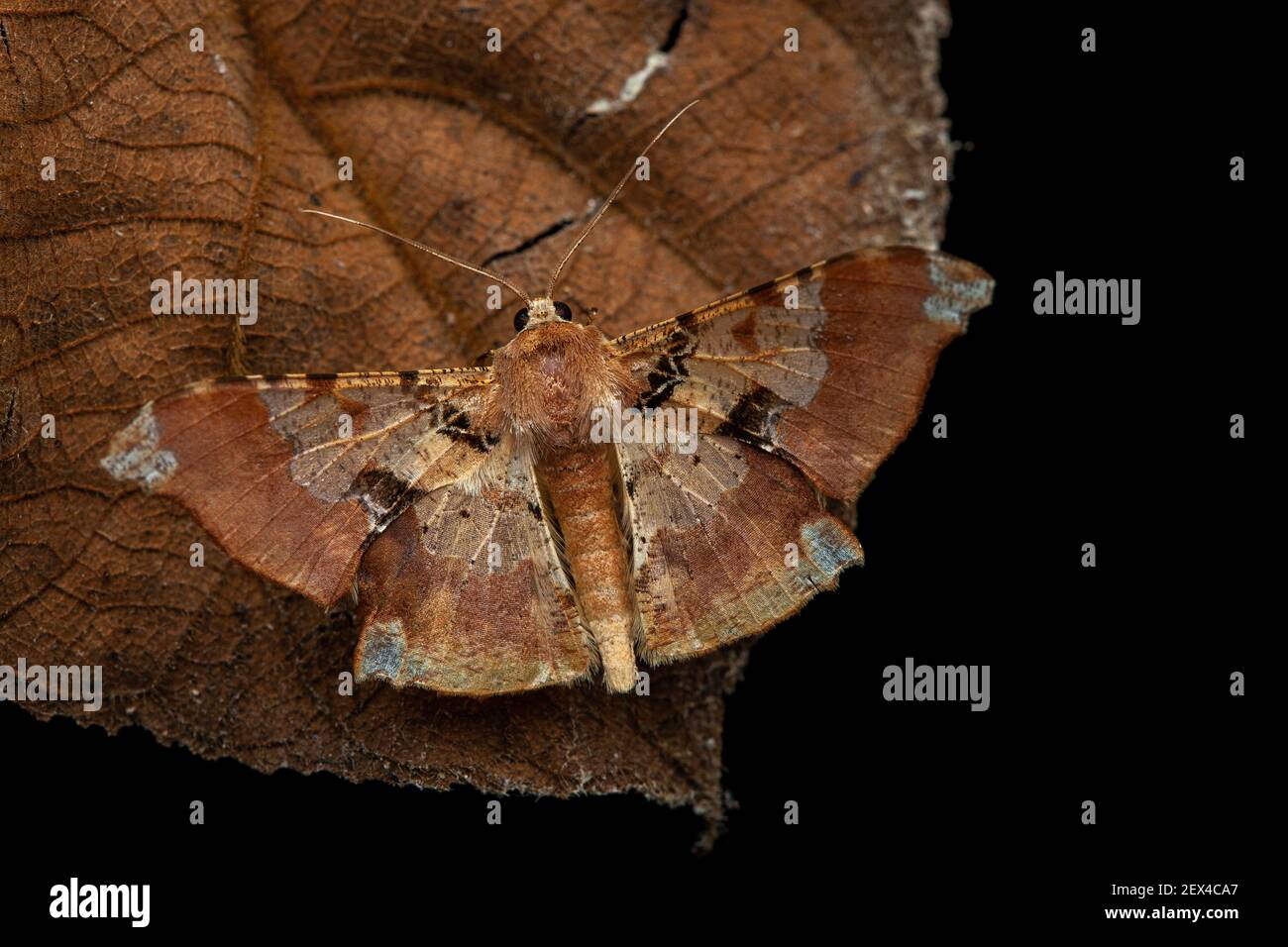 Krananda hi-res stock photography and images - Alamy