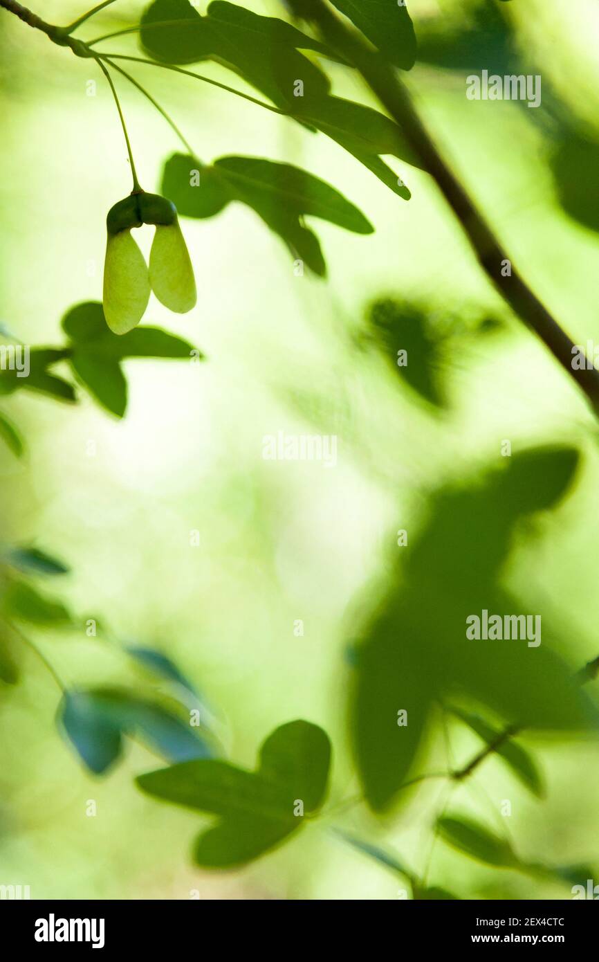 Leaves and samara (winged seed) of Montpellier Maple (Acer ...