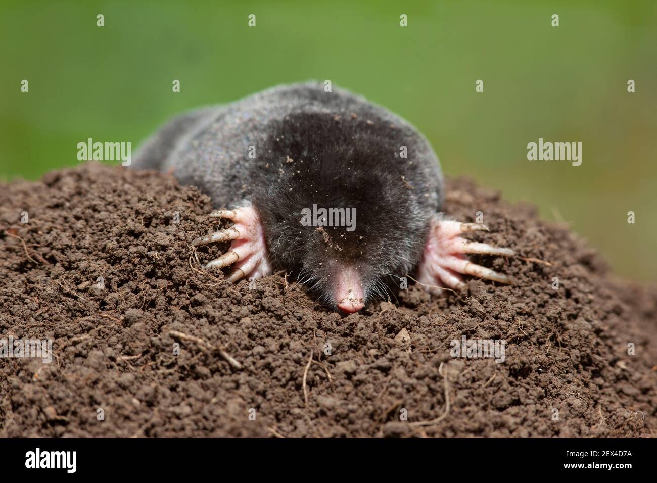 European mole (Talpa europaea), captive, UK Stock Photo - Alamy