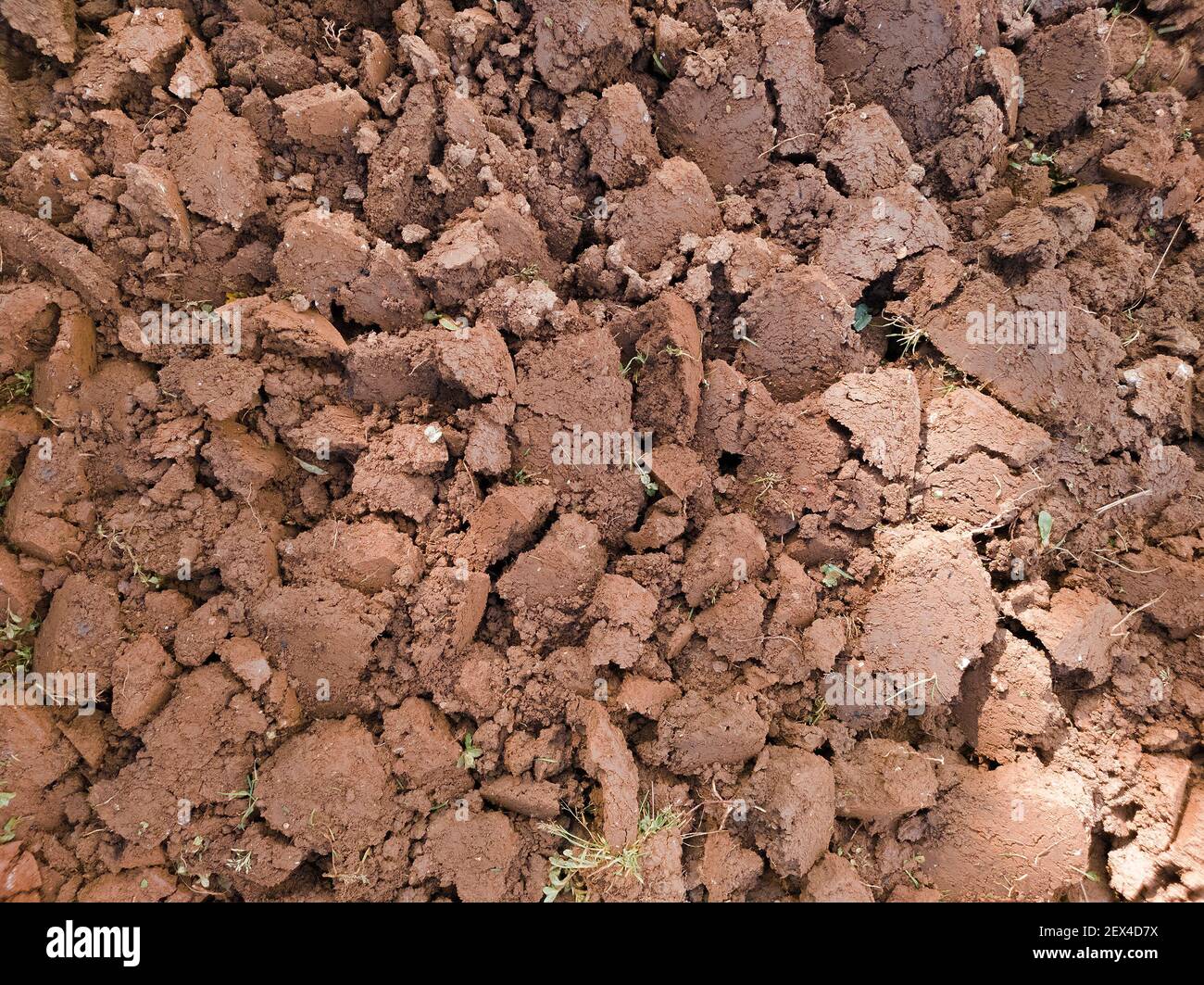 Detail of clayey soil excavated in preparation for sowing vegetables ...