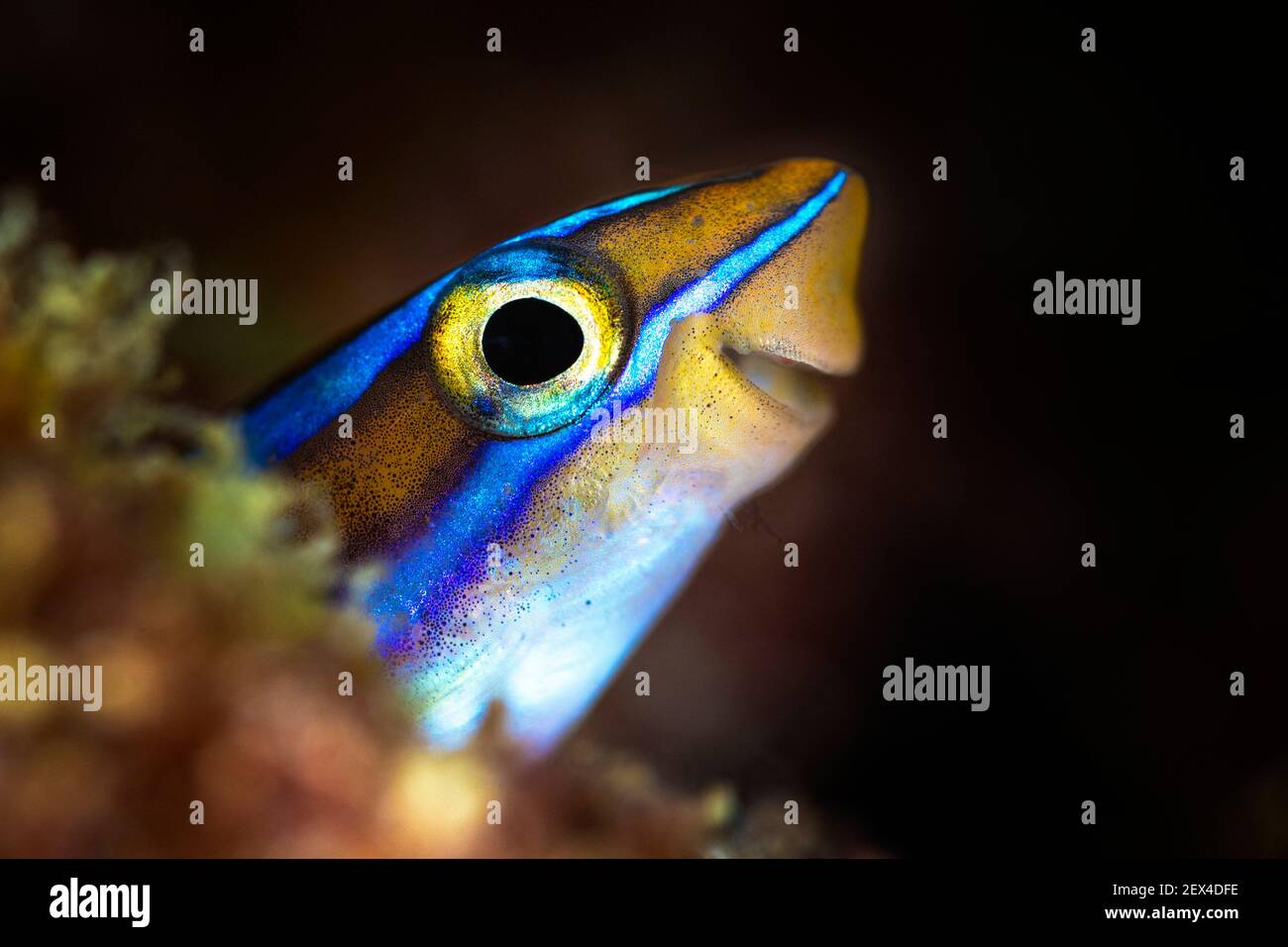 Happy fFsh, Bluestriped fangblenny (Plagiotremus rhinorhynchos ...