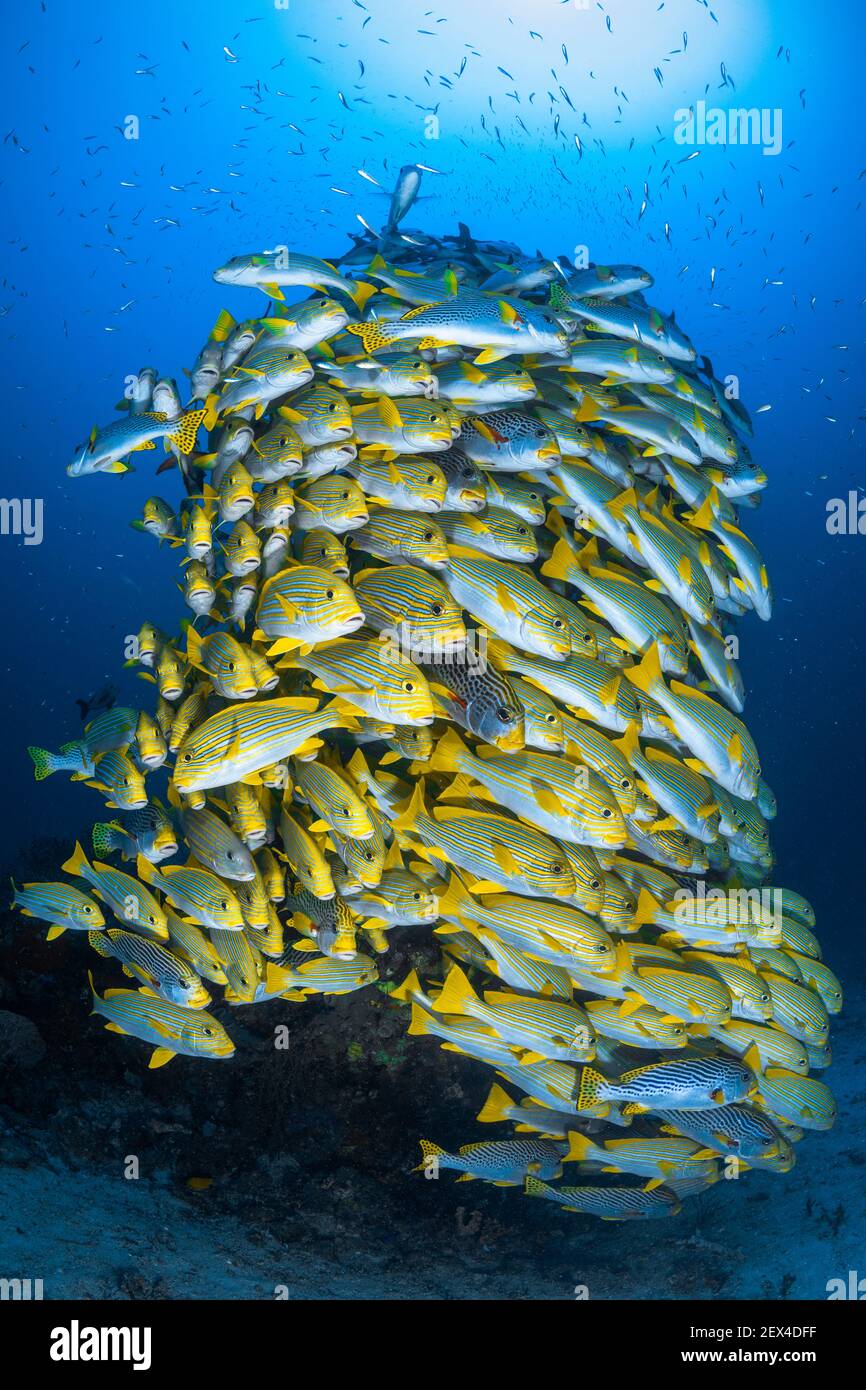 A fish tower. For a moment, the shoal of sweetlips (Plectorhinchus sp ...