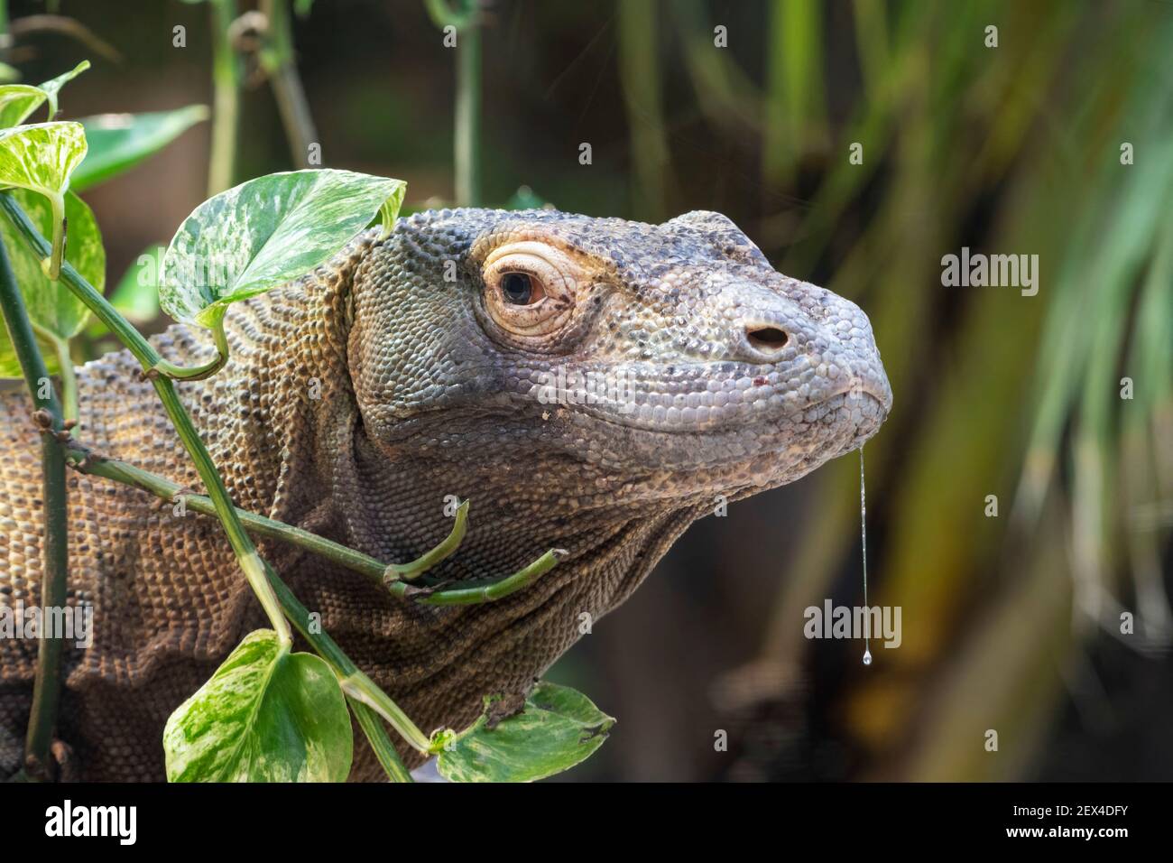 Komodo Dragon (Varanus komod?nsis) portrait, Komodo, Flores, Rinca ...