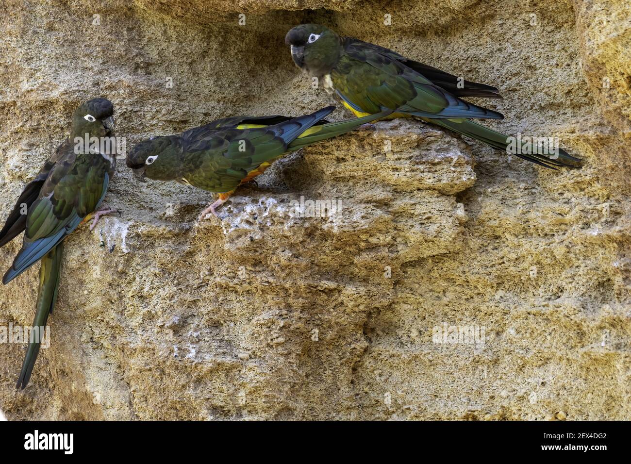 Burrowing Parrot (Cyanoliseus patagonus) on cliff, Patagonia, Argentina ...
