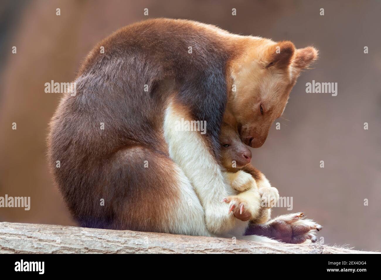 New Guinea Tree Kangaroo