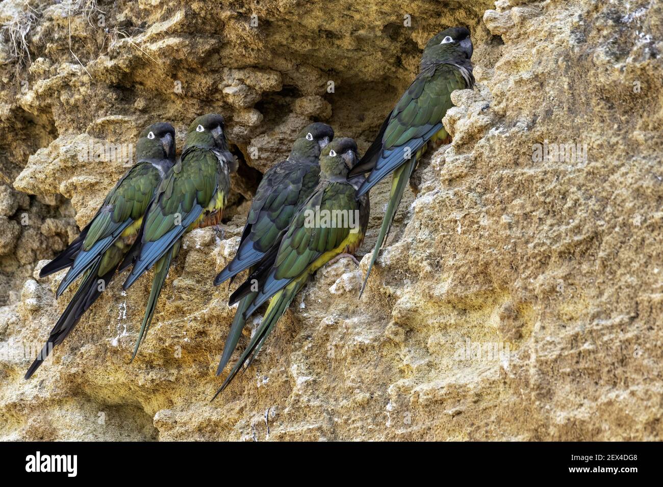 Burrowing Parrot (Cyanoliseus patagonus) on cliff, Patagonia, Argentina ...