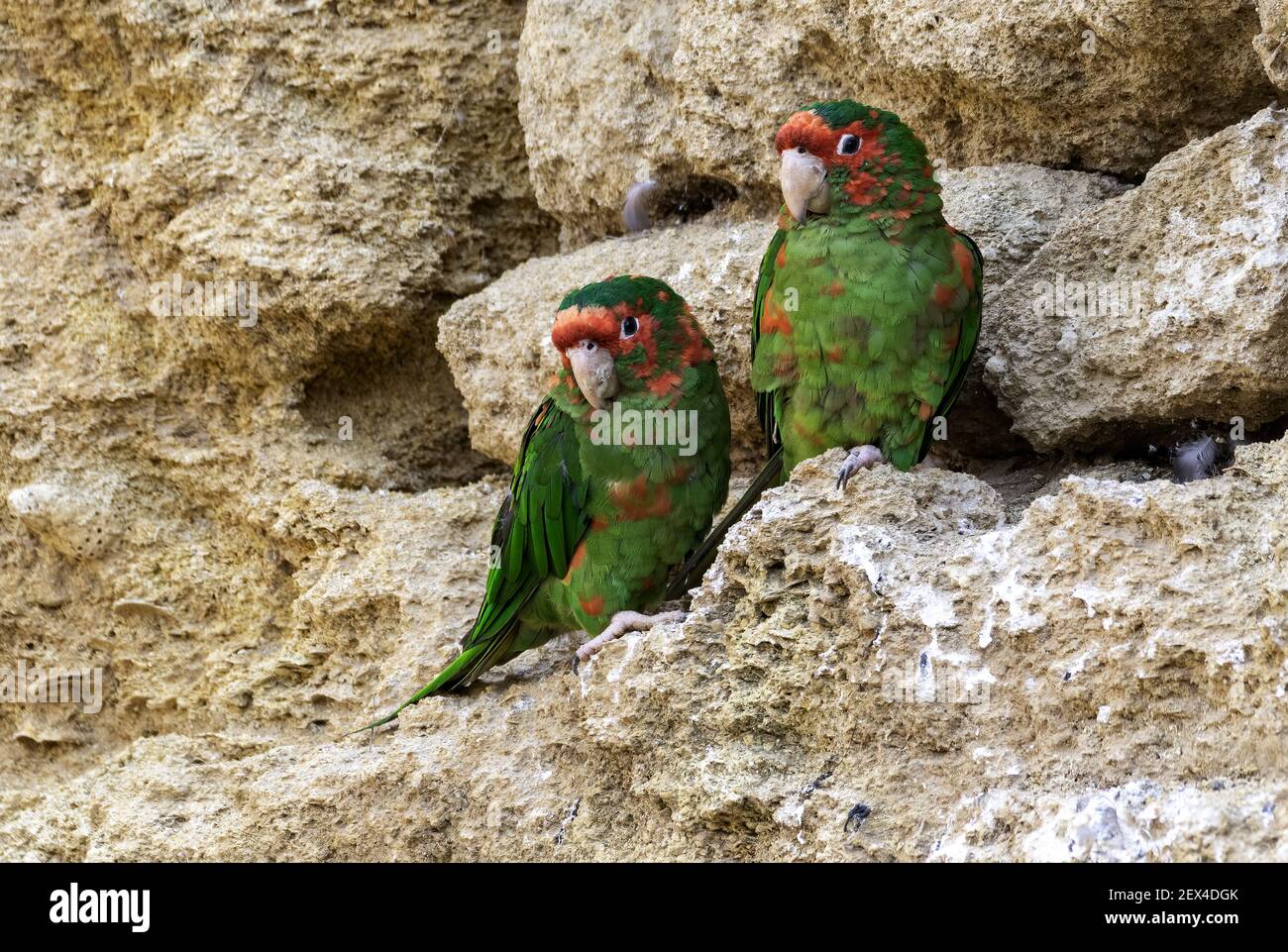 Mitred parakeet aratinga mitrata two adults hi-res stock photography ...
