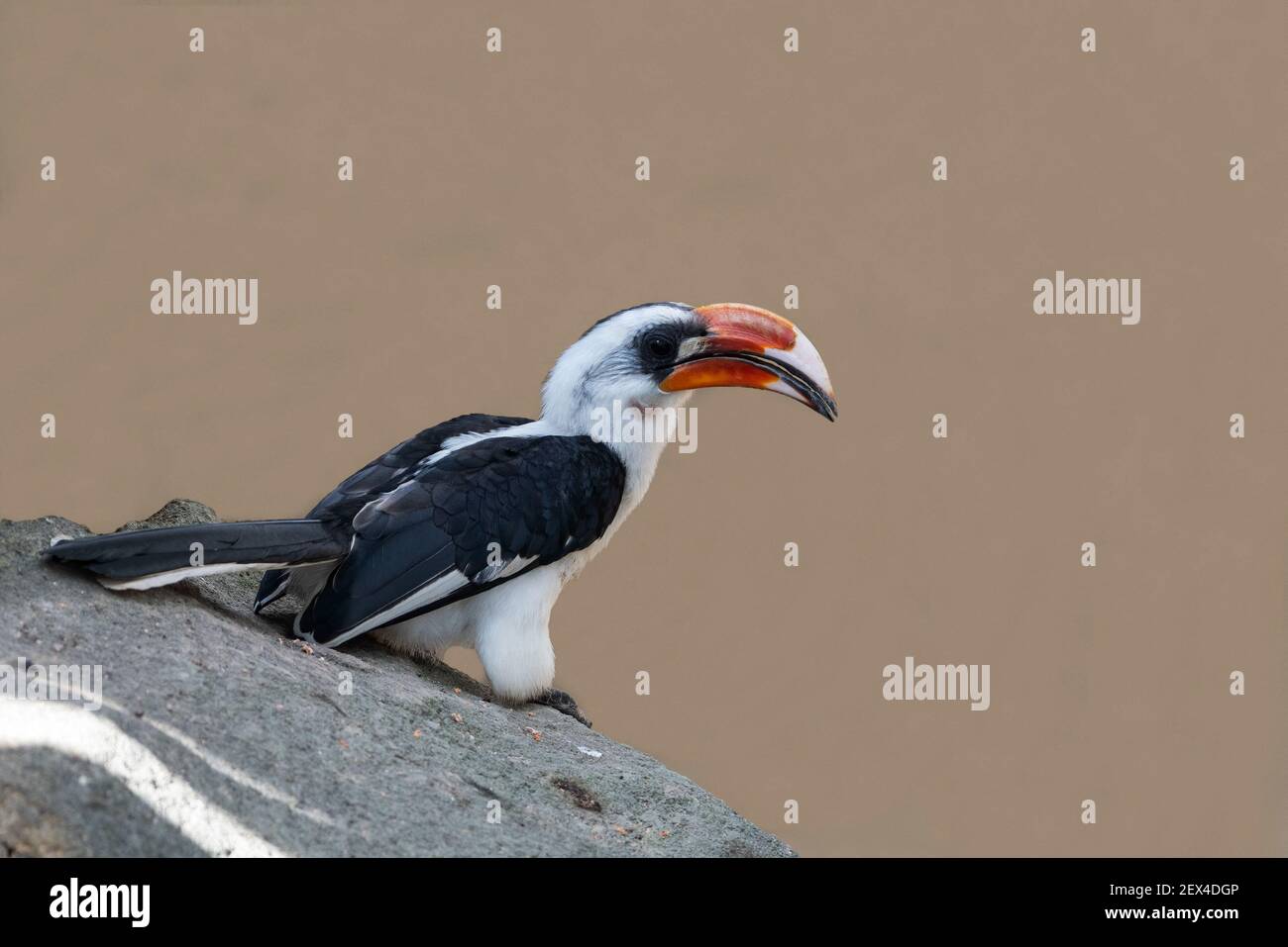 Von der Decken's Hornbill (Tockus deckeni) on rock, Yabello, Ethiopia ...