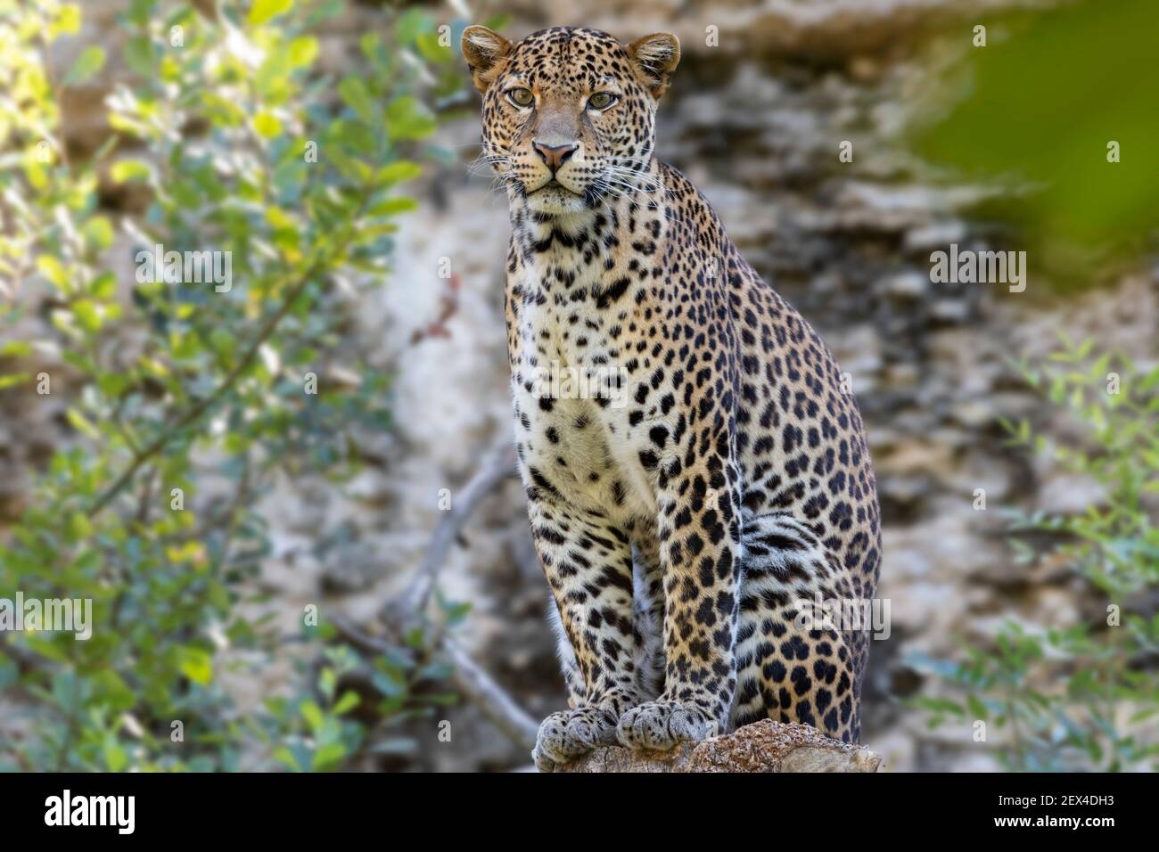 Javan Leopard (Panthera pardus melas), Java Island, Indonesia Stock ...