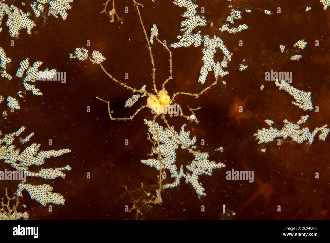 Pantopoda pycnogonida hi-res stock photography and images - Alamy