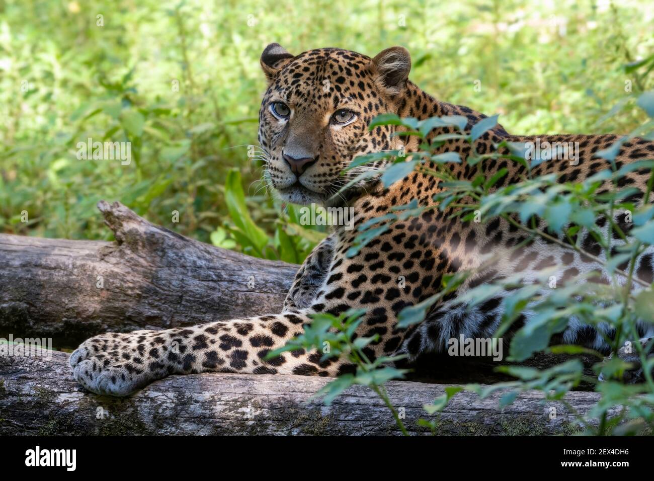 Javan Leopard (Panthera pardus melas), Java Island, Indonesia Stock ...