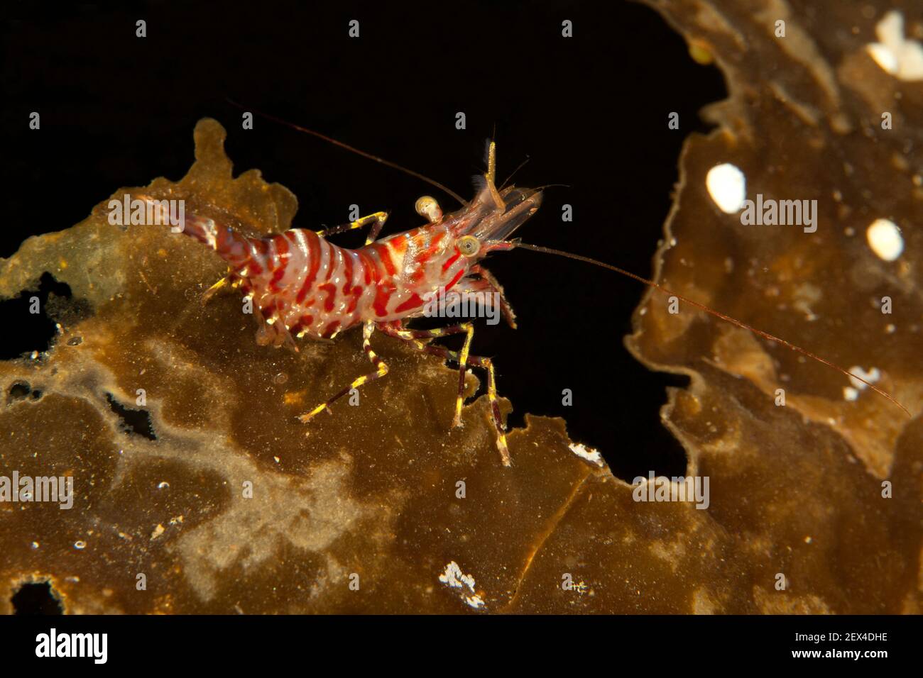 Shrimp (Lebbeus polaris) on a kelp leaf, Arctic circle Dive Center ...