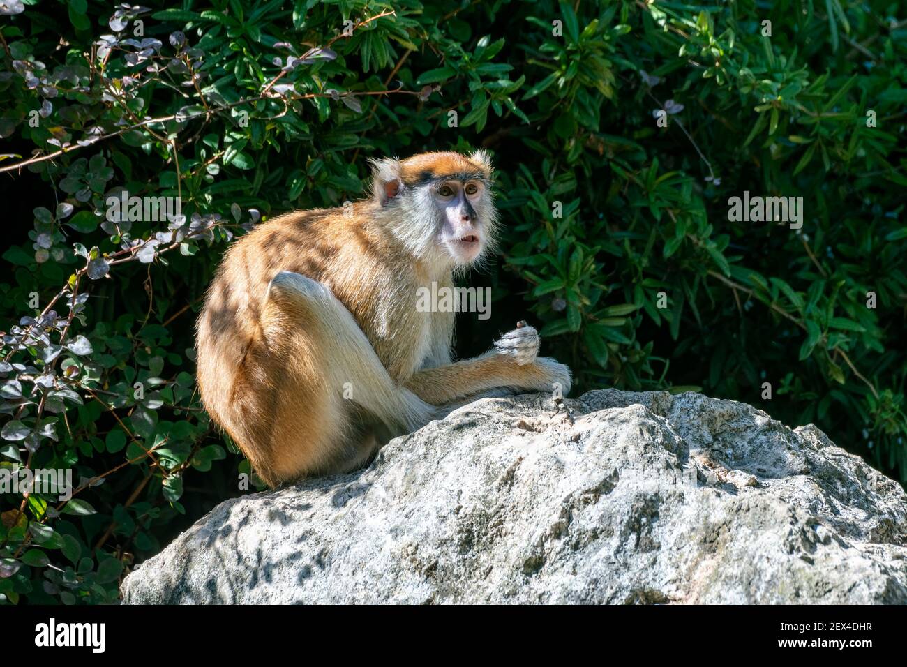 Congo And Cameroon High Resolution Stock Photography and Images - Alamy