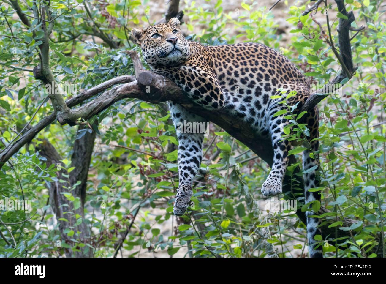 Javan Leopard (Panthera pardus melas) on a branch Java Island ...