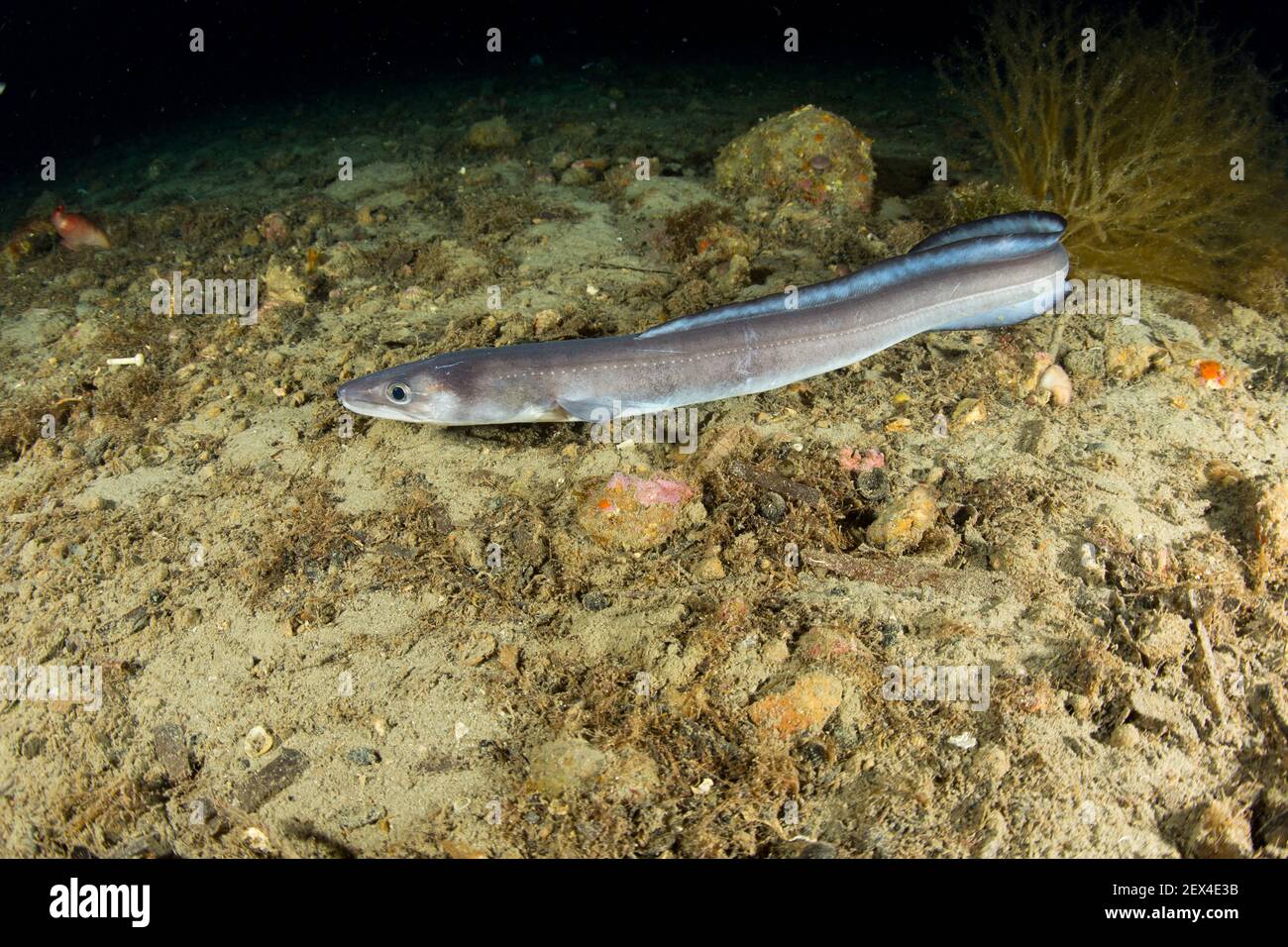 Congridae hi-res stock photography and images - Alamy