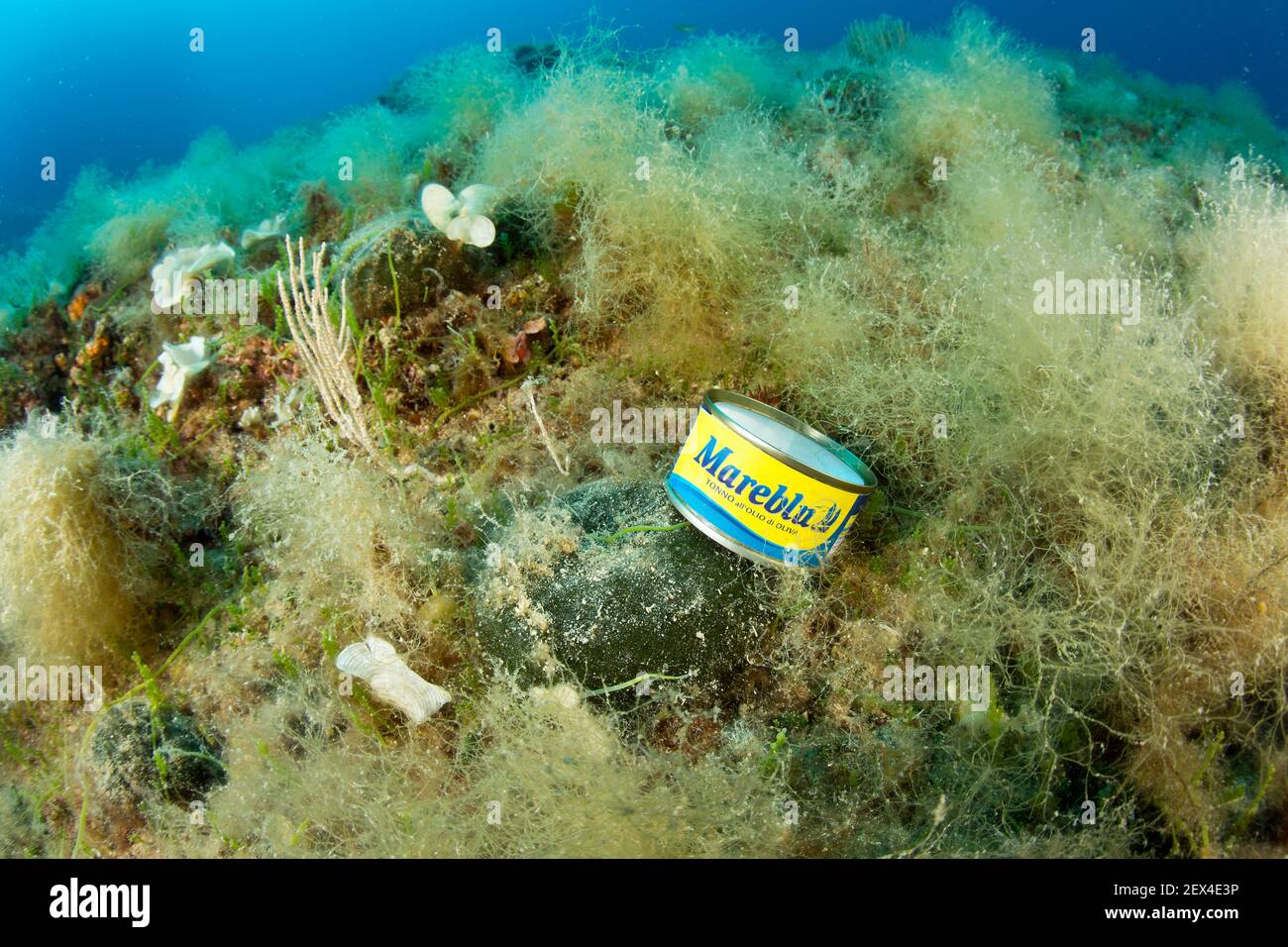 Costa Amalfitana; Empty tuna can; Italy; Marine Protected area Punta ...
