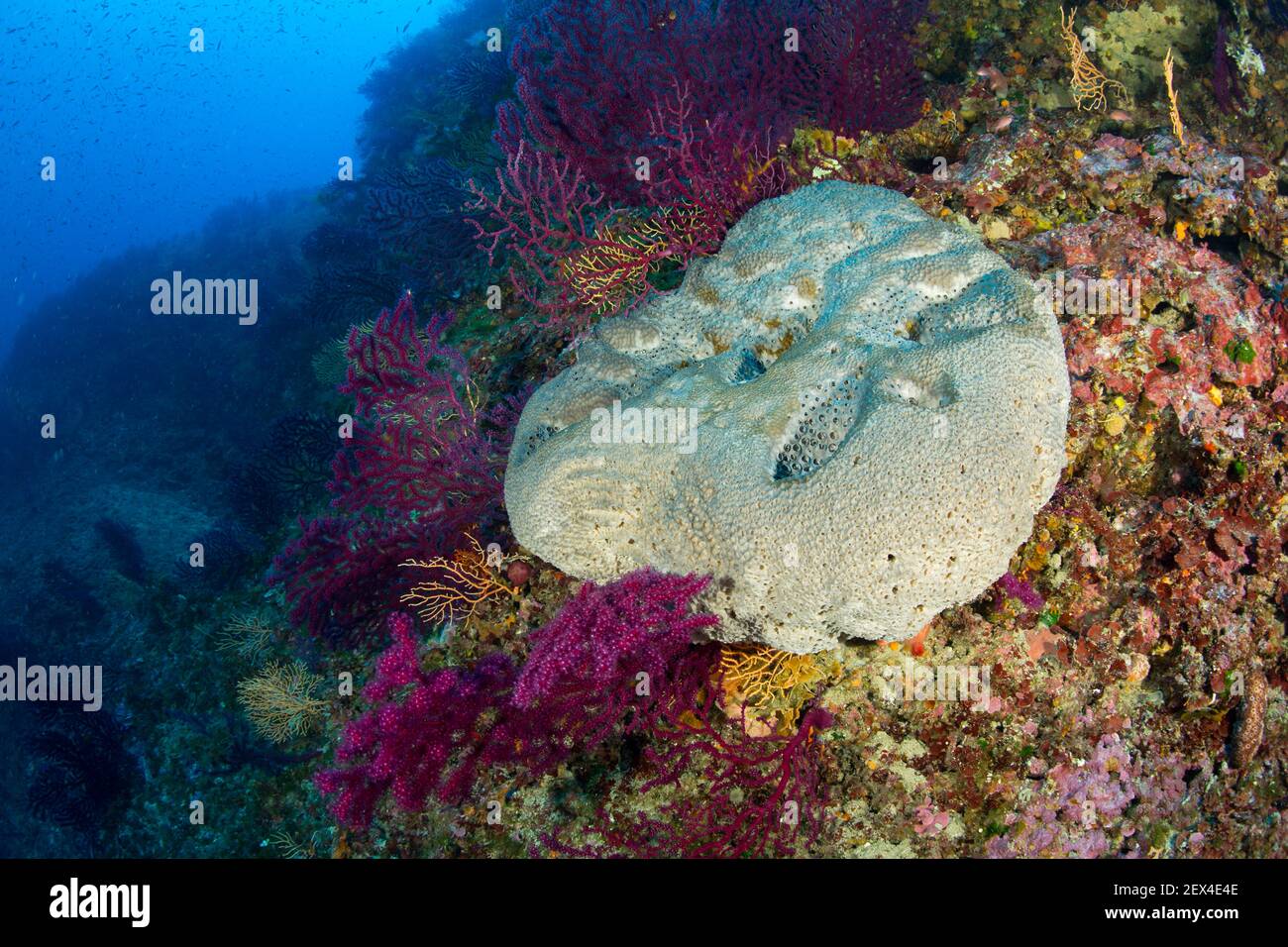 Black Sponge, Ircinia muscarum, Punta Carena, Capri Island, Sorrentine ...