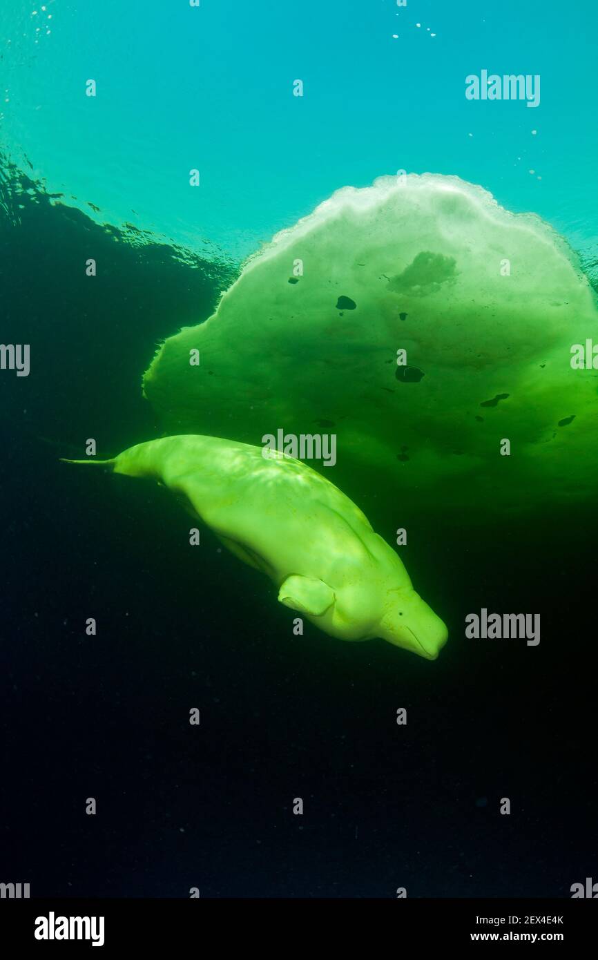 Beluga Whales Delphinapterus Leucas Swimming Under Ice Arctic