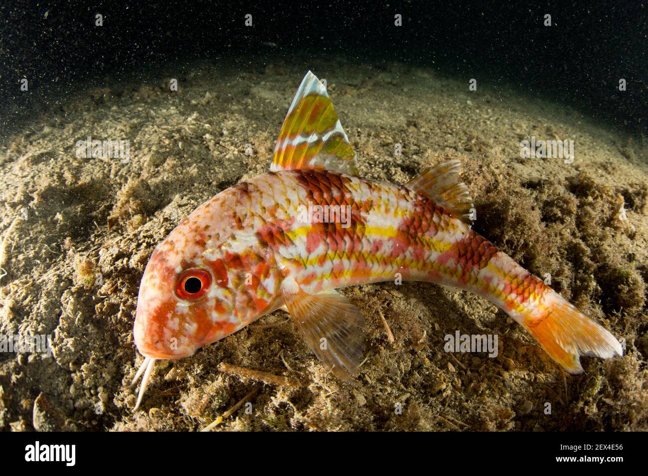Striped red mullet or surmullet, goatfish, Mullus surmuletus, Puolo Bay ...