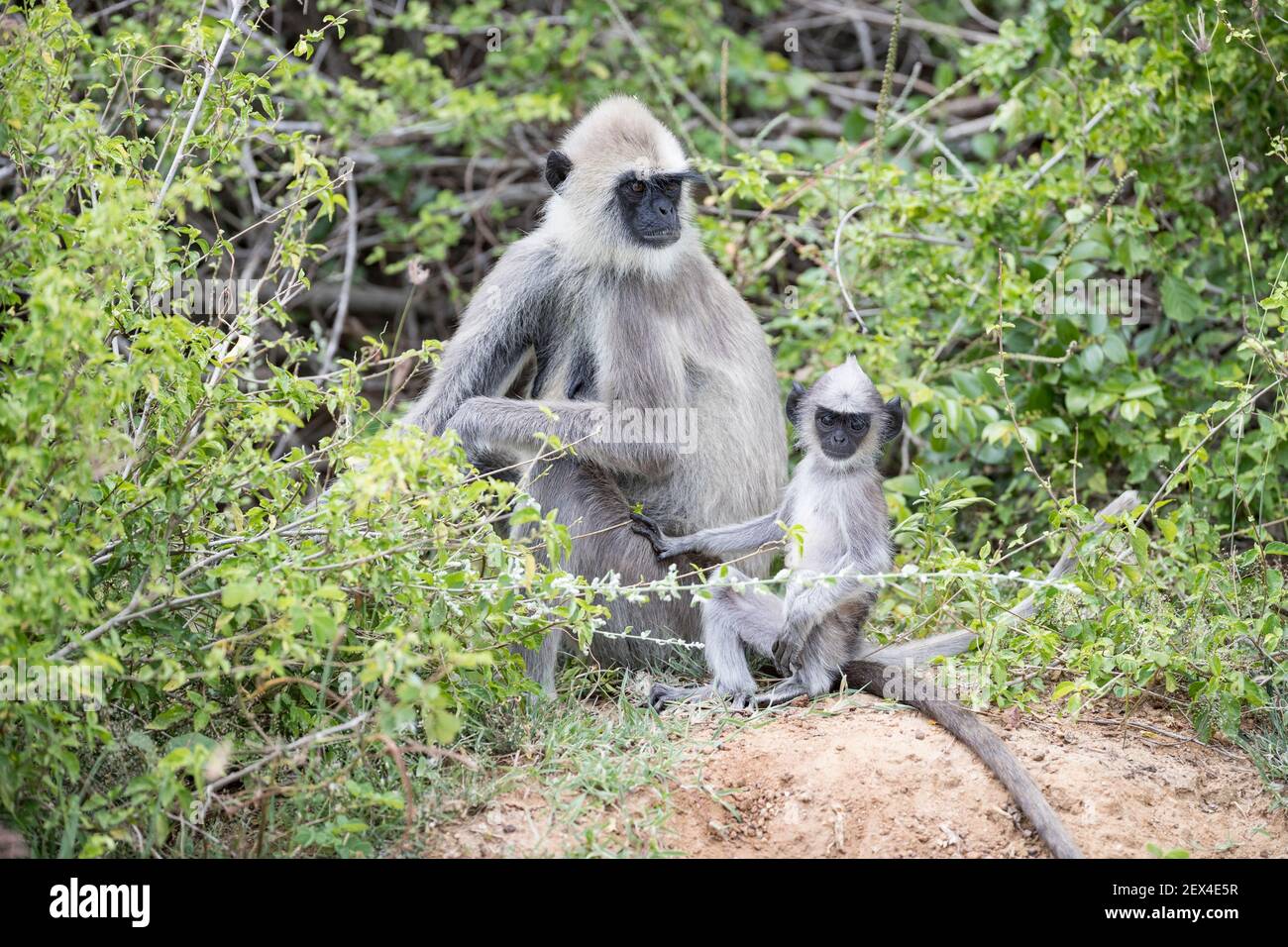 Tufted Grey Langur (Semnopithecus priam), mother with baby. Yala ...