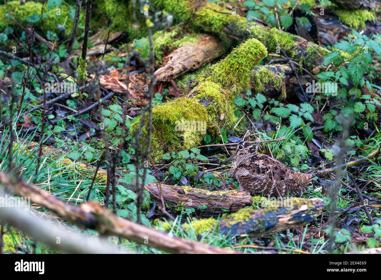 Eurasian woodcock (scolopax rusticola) hi-res stock photography and ...