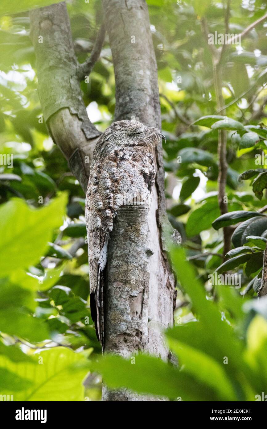 Great Potoo (Nyctibius grandis) placed on a tree trunk to mimic a ...