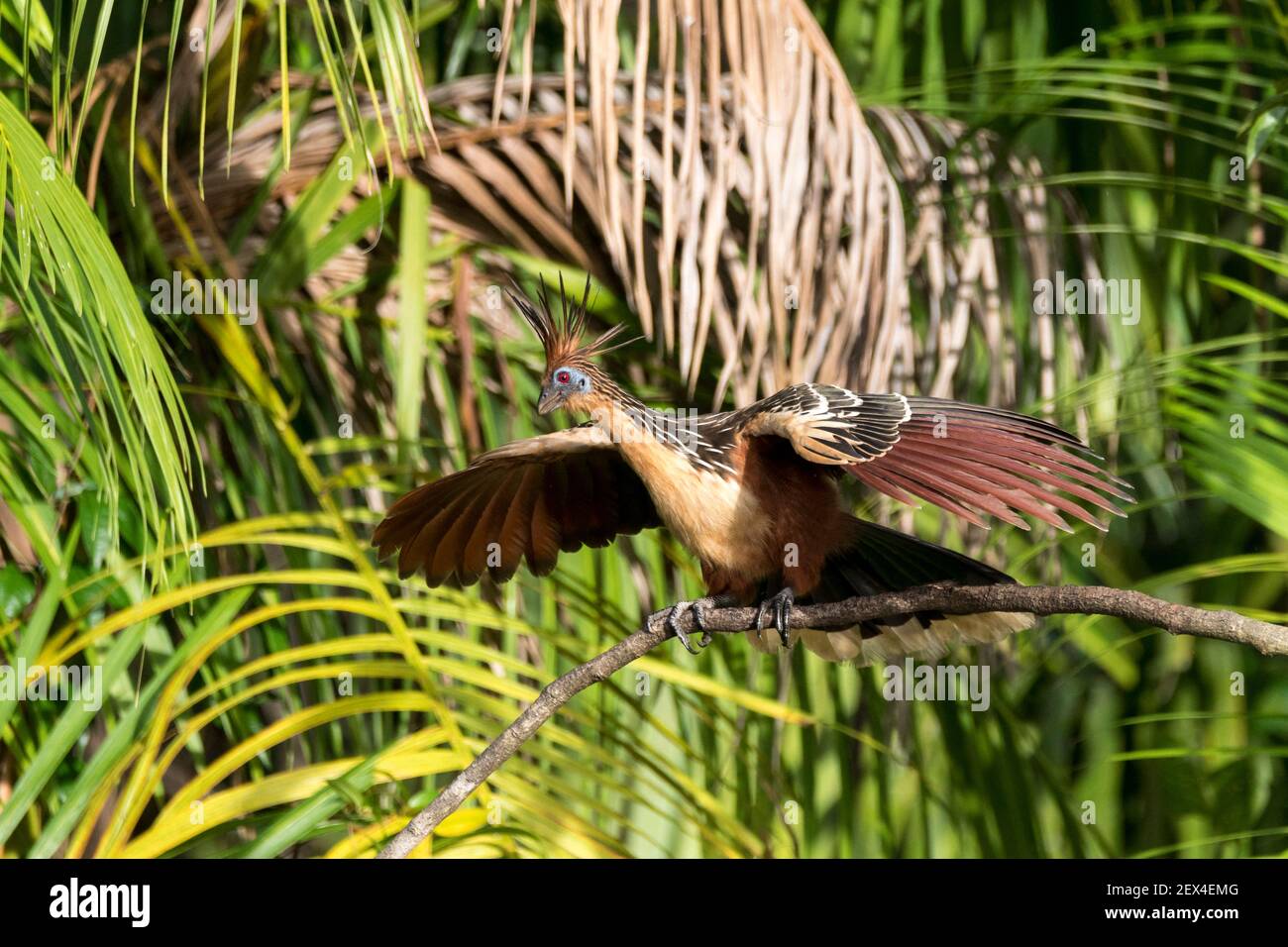 Crested Hoazin (Opisthocomus hoazin) in the vegetation bordering a ...