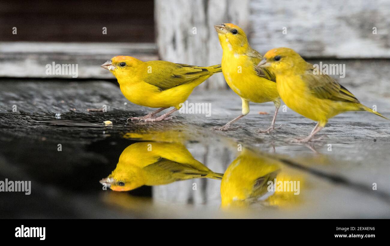 Male house finch yellow hi-res stock photography and images - Alamy