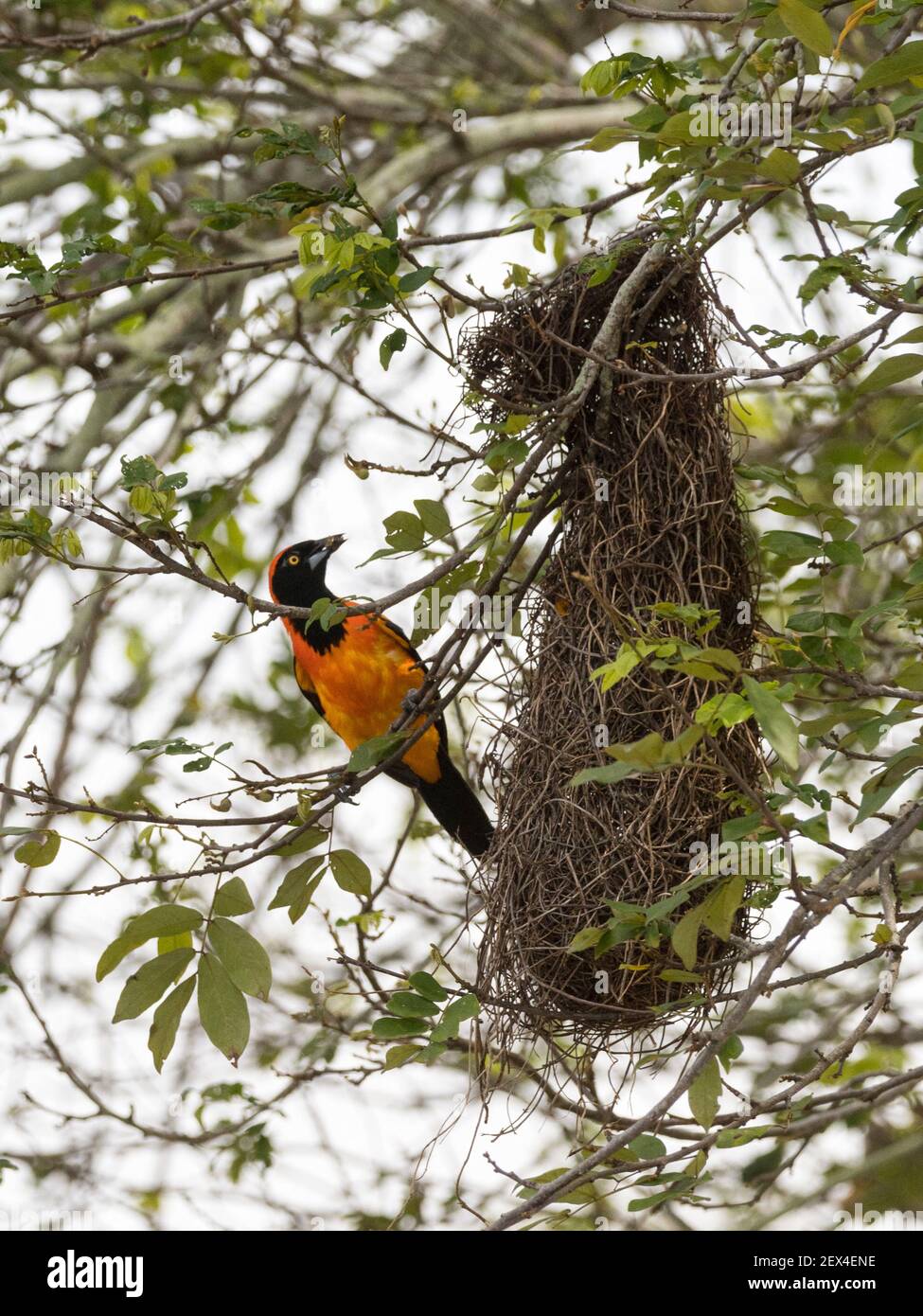 Orange-backed Troupial (Icterus croconotus) near its nest in Rio ...