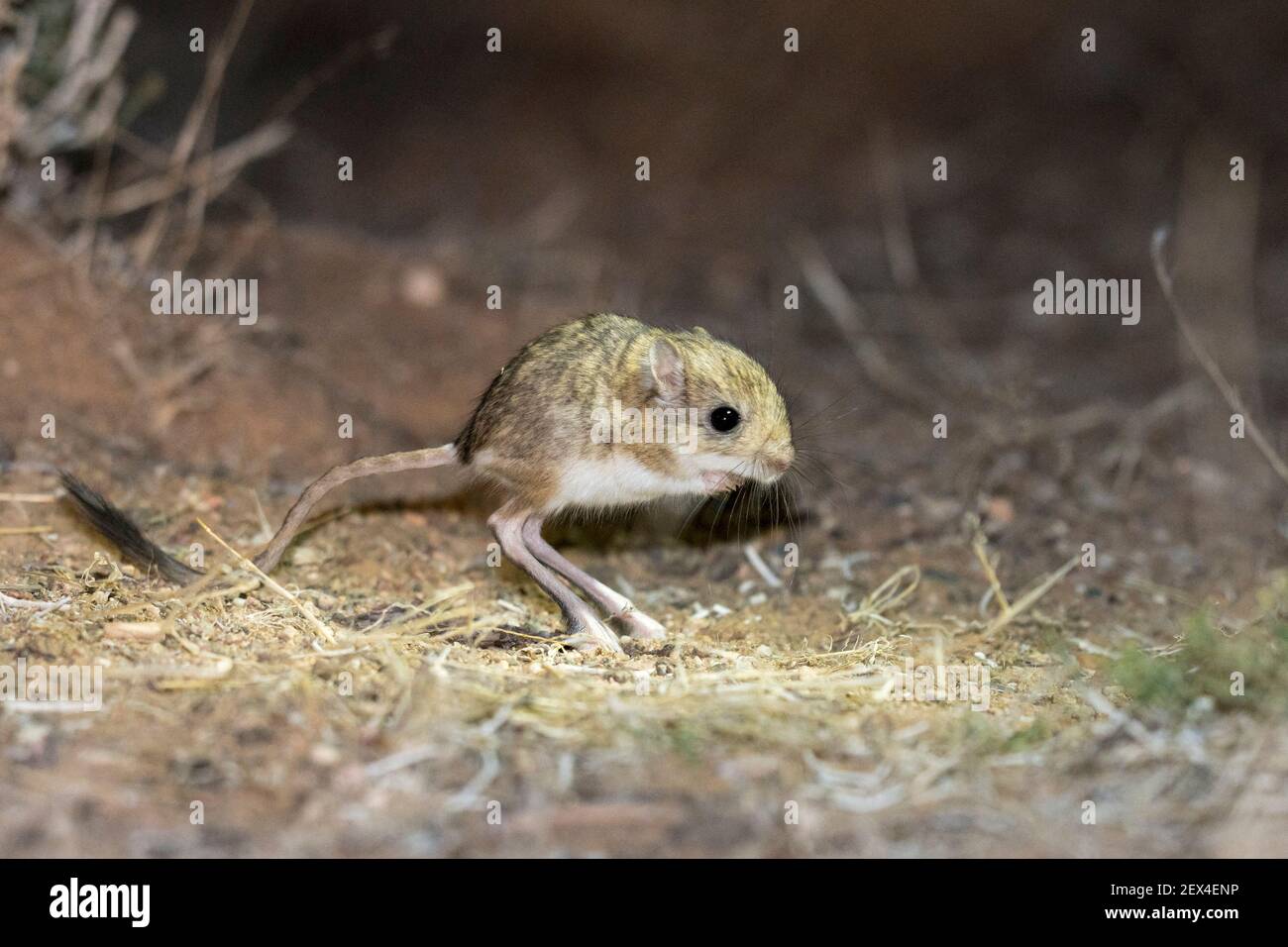 Kozlov's pygmy jerboa (Salpingotus kozlovi) adult at night in the Galba ...