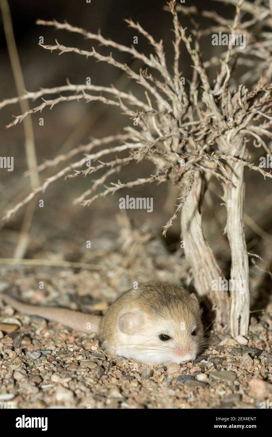 Thick-tailed pygmy jerboa (Salpingotus crassicauda) adult at night in ...