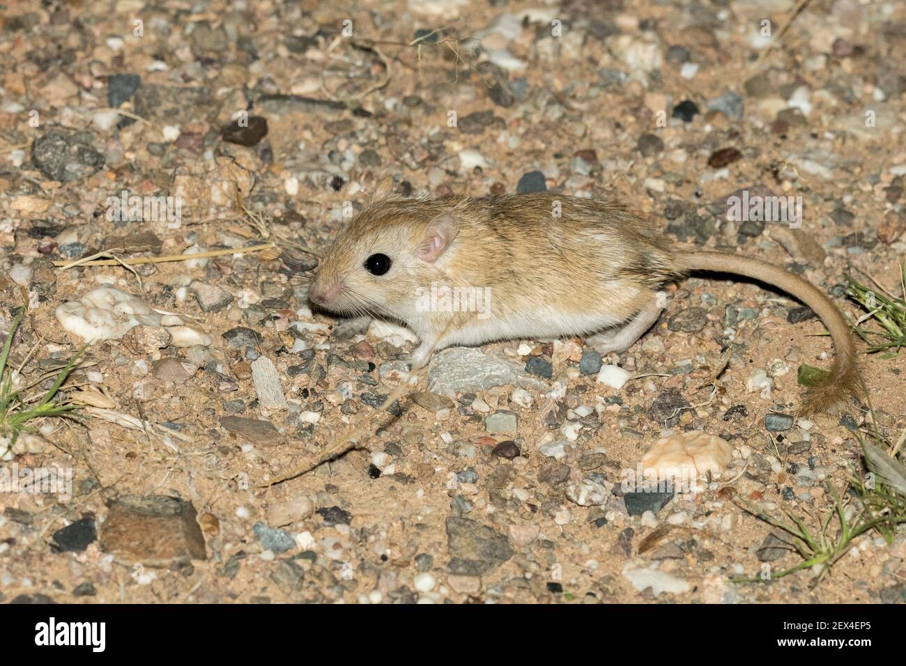 Jird desert hi-res stock photography and images - Alamy