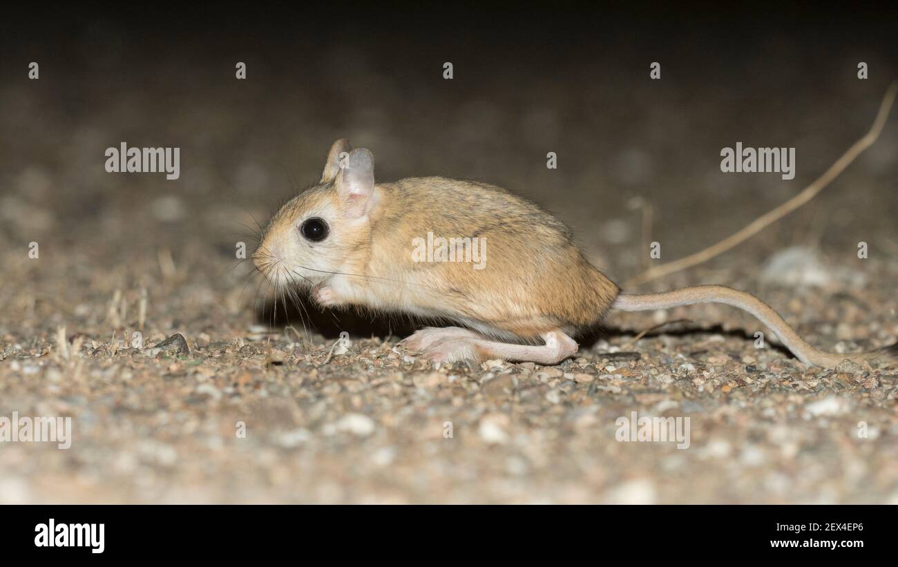 Northern Three Toed Jerboa High Resolution Stock Photography and Images ...