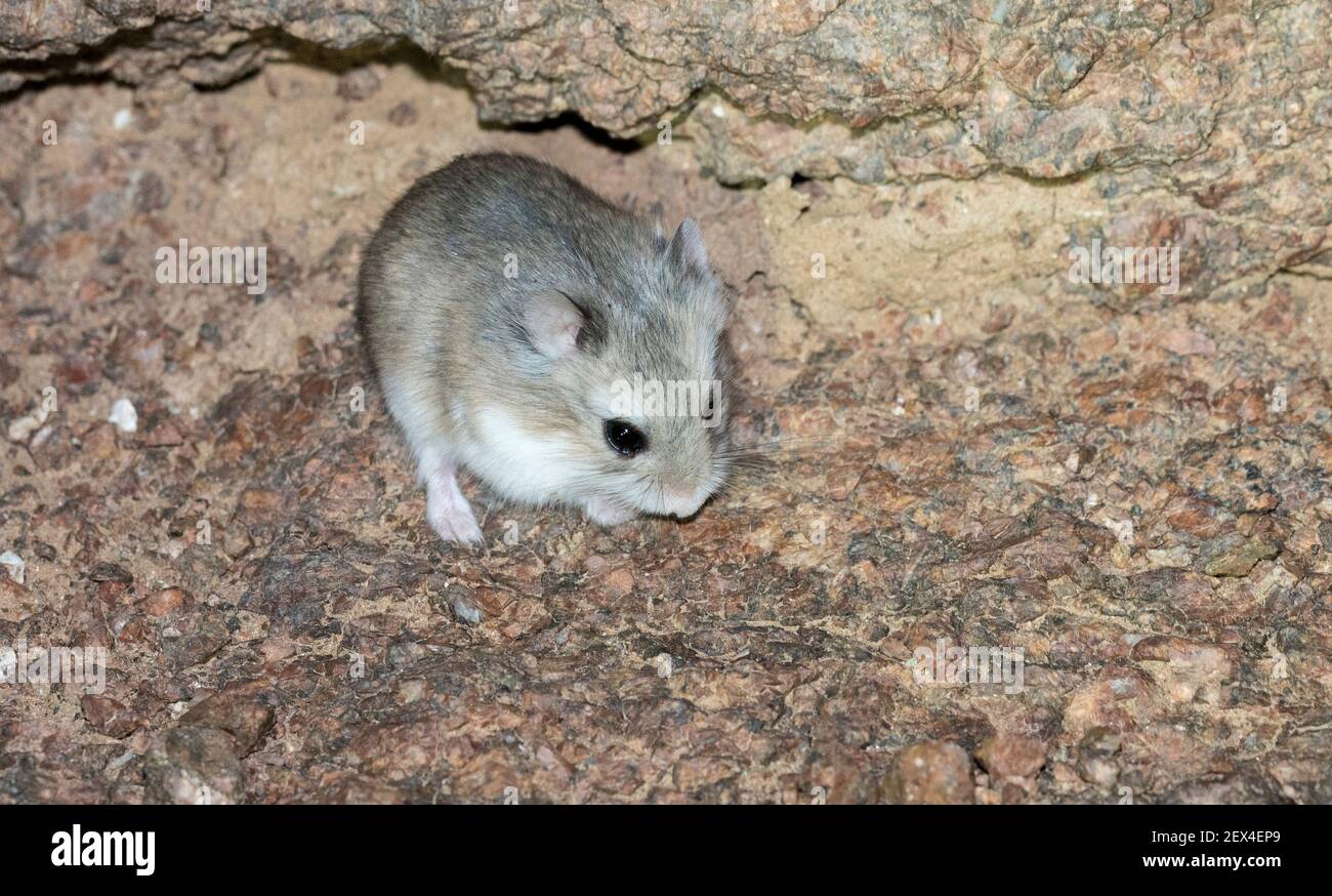 Desert Hamster (Phodopus roborovskii) at night in the Galba Gobi Desert ...