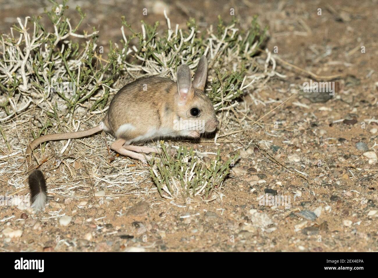 Five Toed High Resolution Stock Photography and Images - Alamy