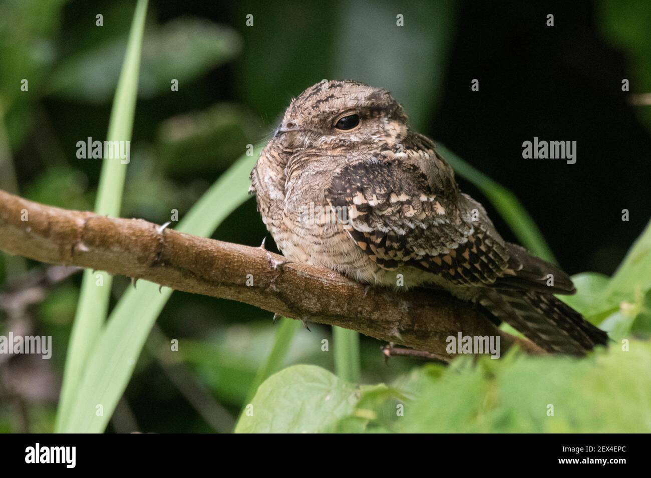 Ladder-tailed nightjar (Hydropsalis climacocerca) female on a branch in ...