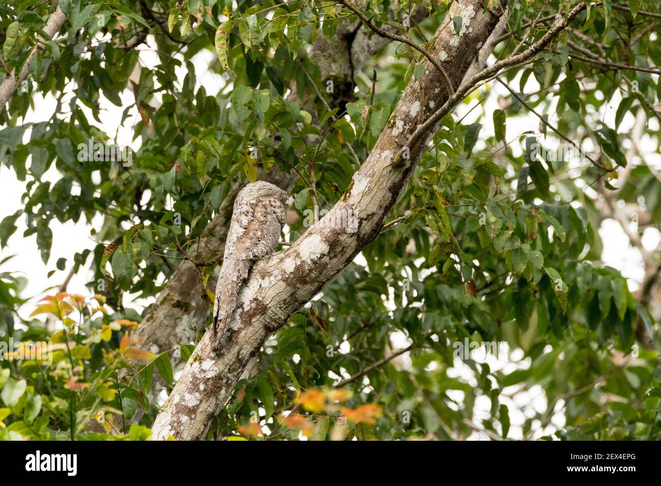 Great Potoo (Nyctibius grandis) placed on a tree trunk to mimic a ...