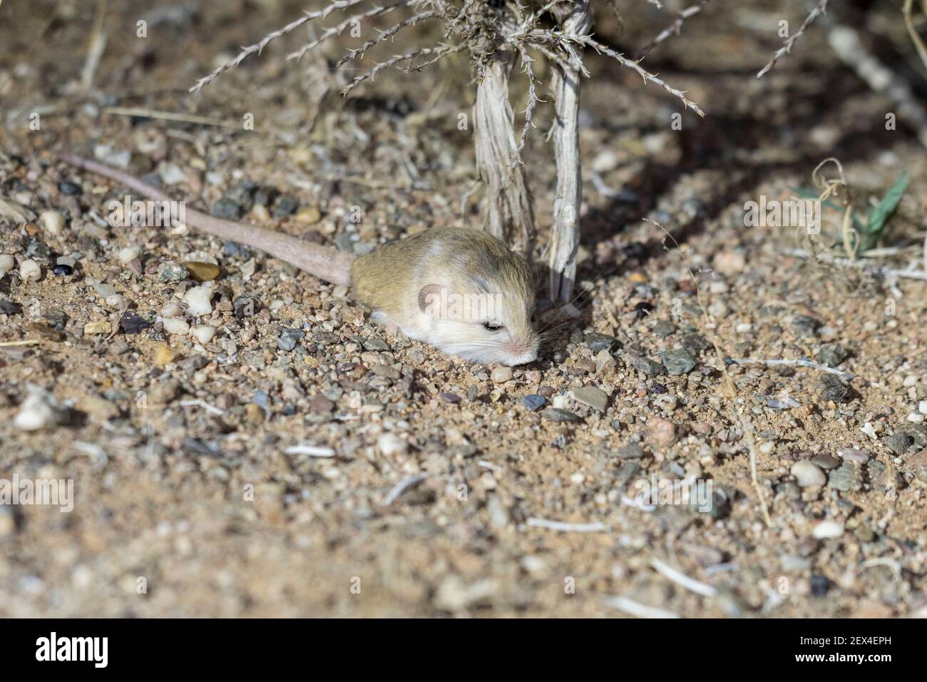 Thick-tailed pygmy jerboa (Salpingotus crassicauda) adult at night in ...